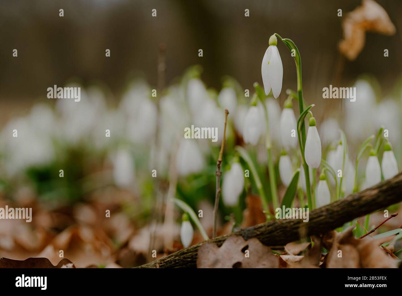 growing snowdrops in spring in park Stock Photo - Alamy