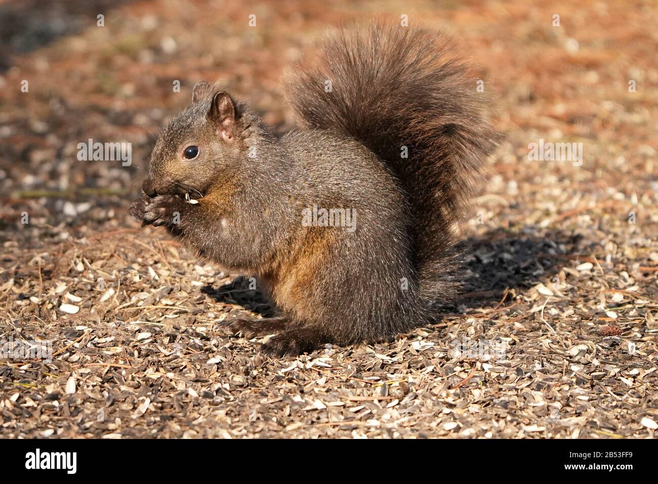 Squirrels in a Nature reserve forest Stock Photo - Alamy