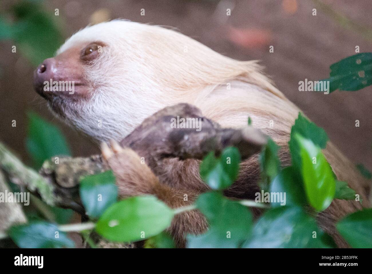 Hoffman's Two-Toed Sloth Stock Photo - Alamy
