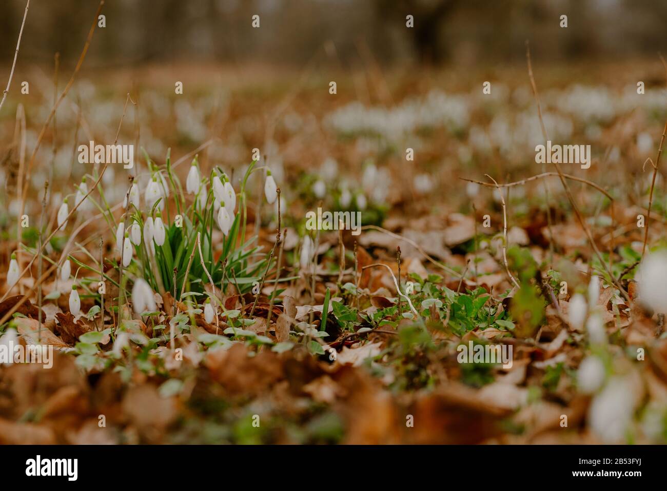 growing snowdrops in spring in park Stock Photo - Alamy