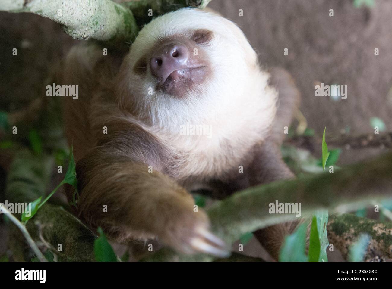 Hoffman's Two-Toed Sloth Stock Photo - Alamy