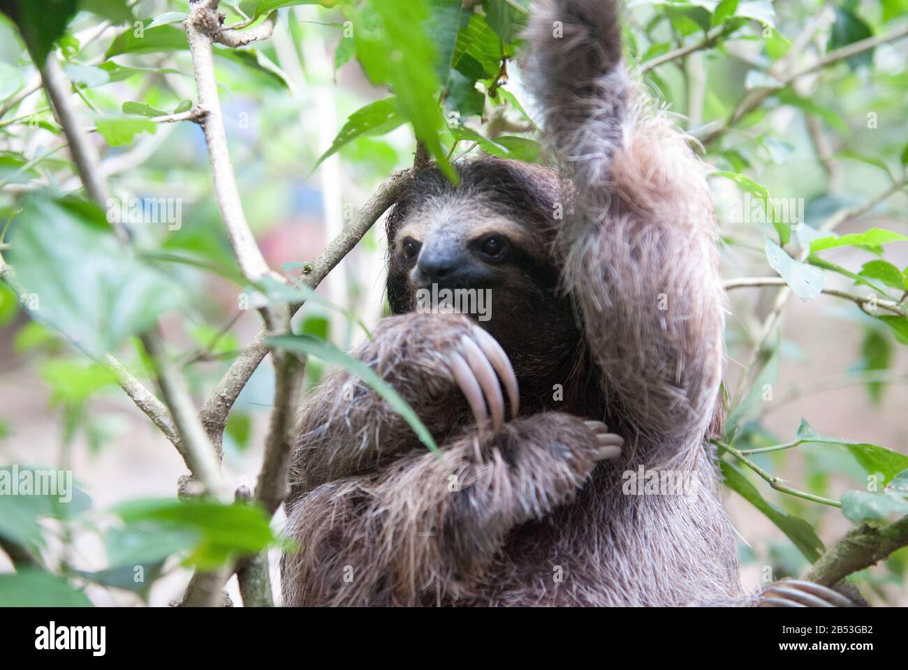 Brown-Throated Three-Toed Sloth Stock Photo - Alamy