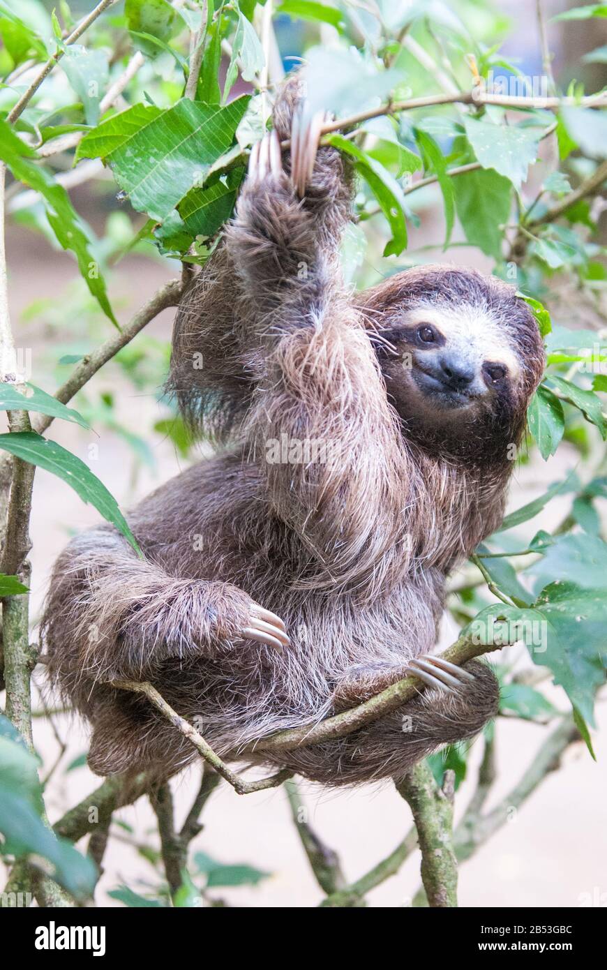 Brown-Throated Three-Toed Sloth Stock Photo - Alamy
