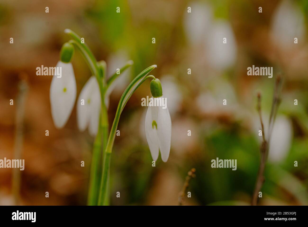 growing snowdrops in spring in park Stock Photo - Alamy