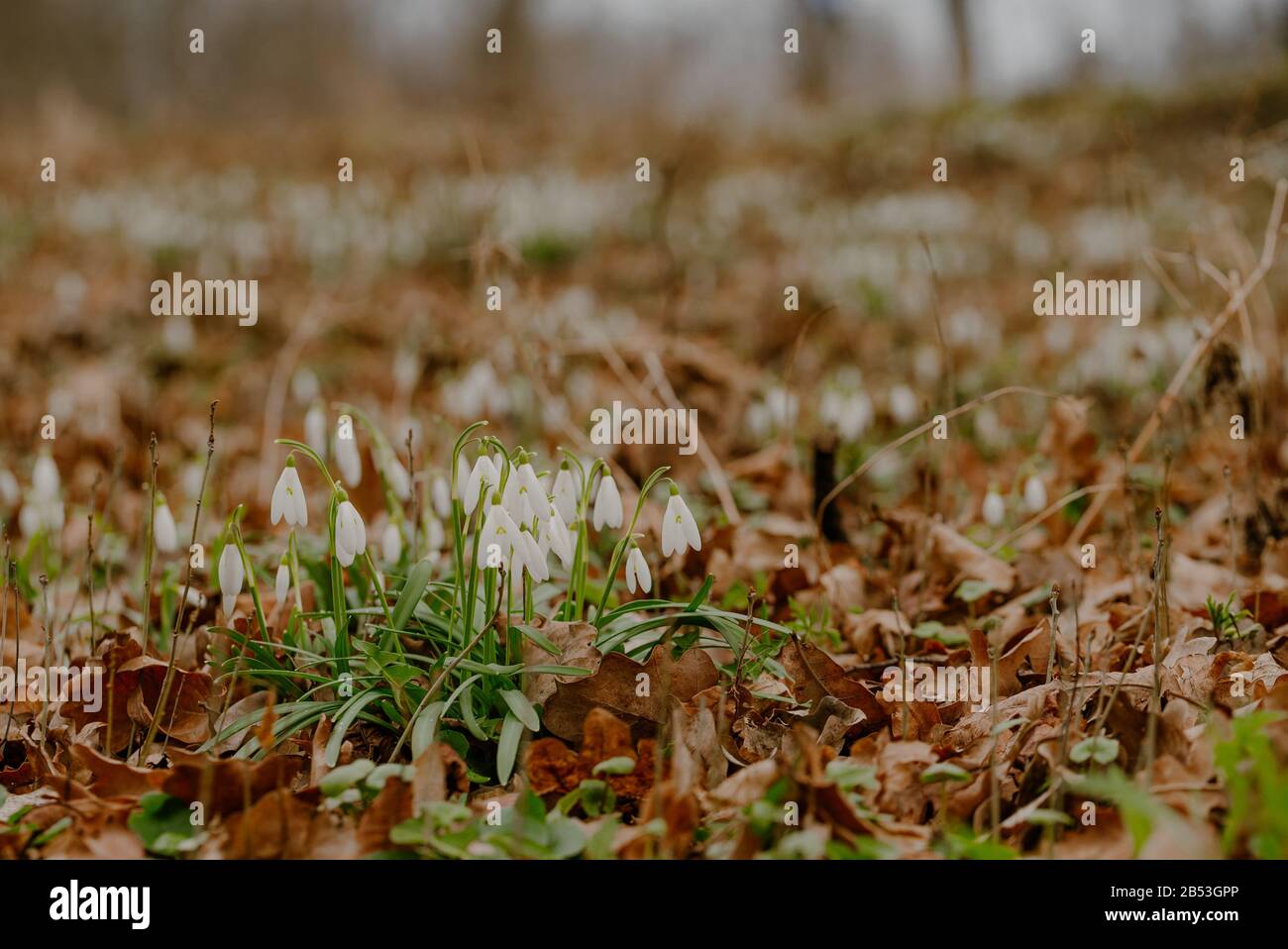 growing snowdrops in spring in park Stock Photo - Alamy