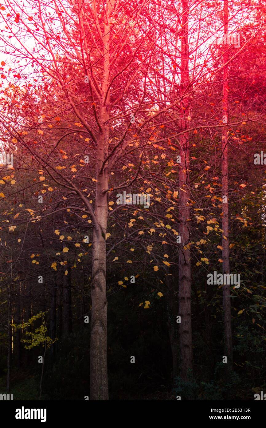 Autumn tree leaves texture background. leaf background texture Stock ...