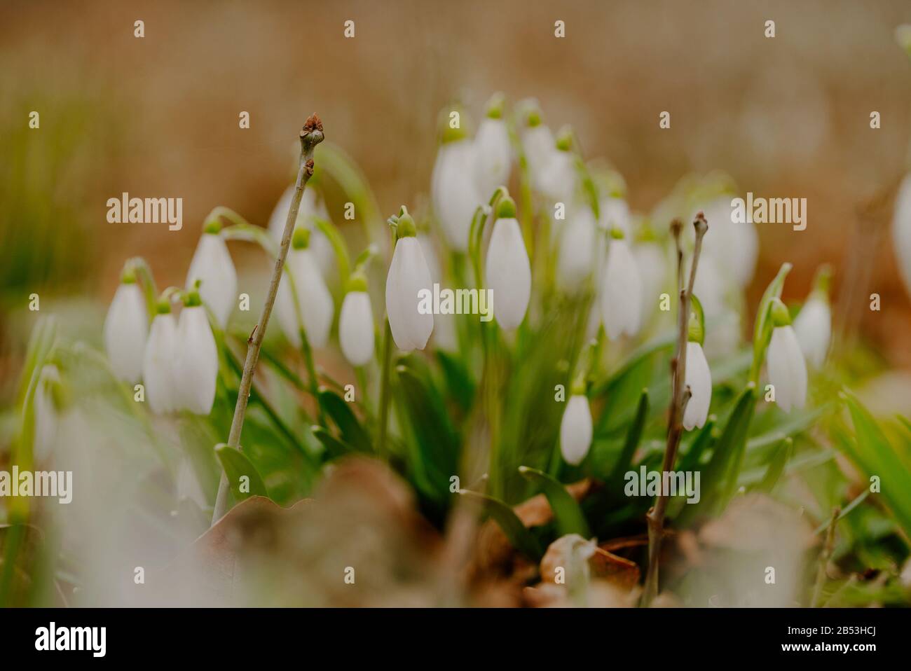 growing snowdrops in spring in park Stock Photo - Alamy