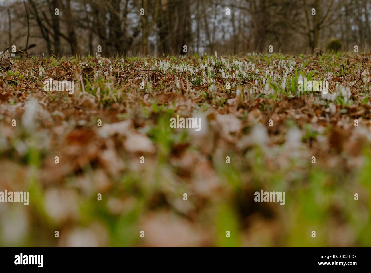 growing snowdrops in spring in park Stock Photo - Alamy