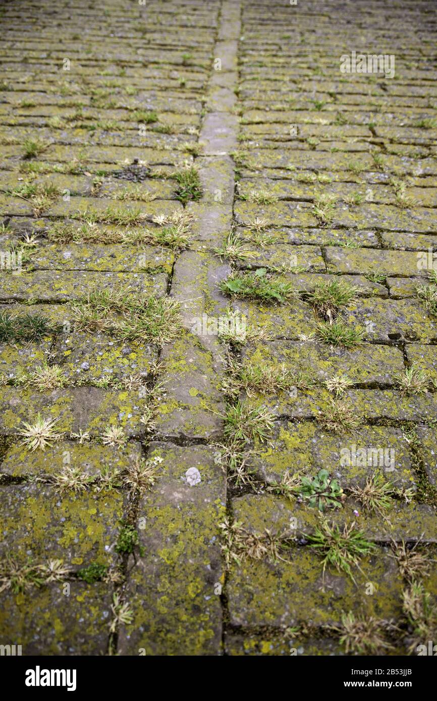 Street floor with moss, construction and architecture, humidity Stock ...