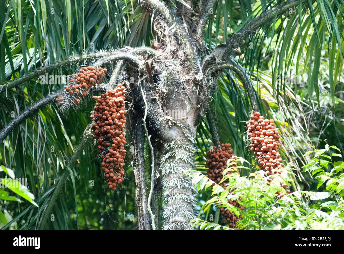 Pejibaye Palm tree Stock Photo - Alamy