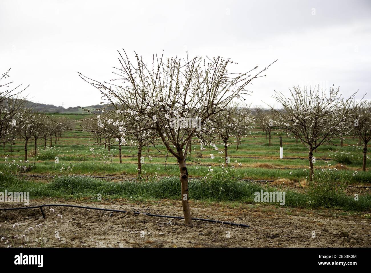 Almond trees in forest, agriculture and trees, environment, landscape ...