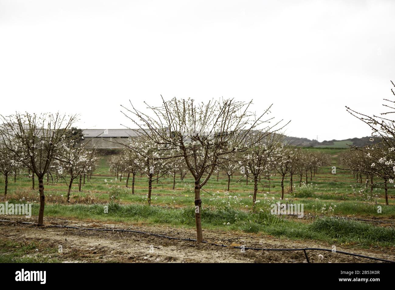Almond trees in forest, agriculture and trees, environment, landscape ...
