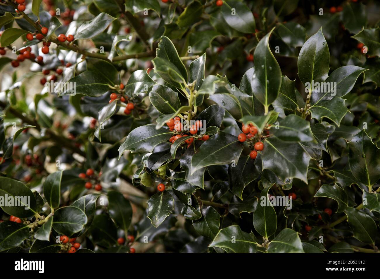 Holly plant in forest, nature and environment Stock Photo - Alamy