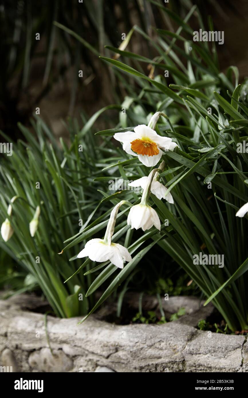 Colored daisies, botanical garden, plants and flowers Stock Photo - Alamy