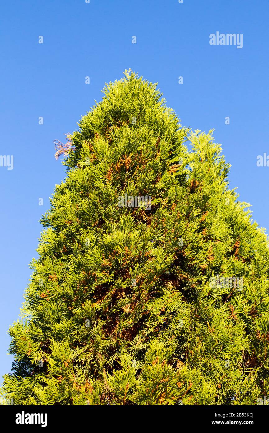 Top part of tree leaves with branches with sky view Stock Photo - Alamy