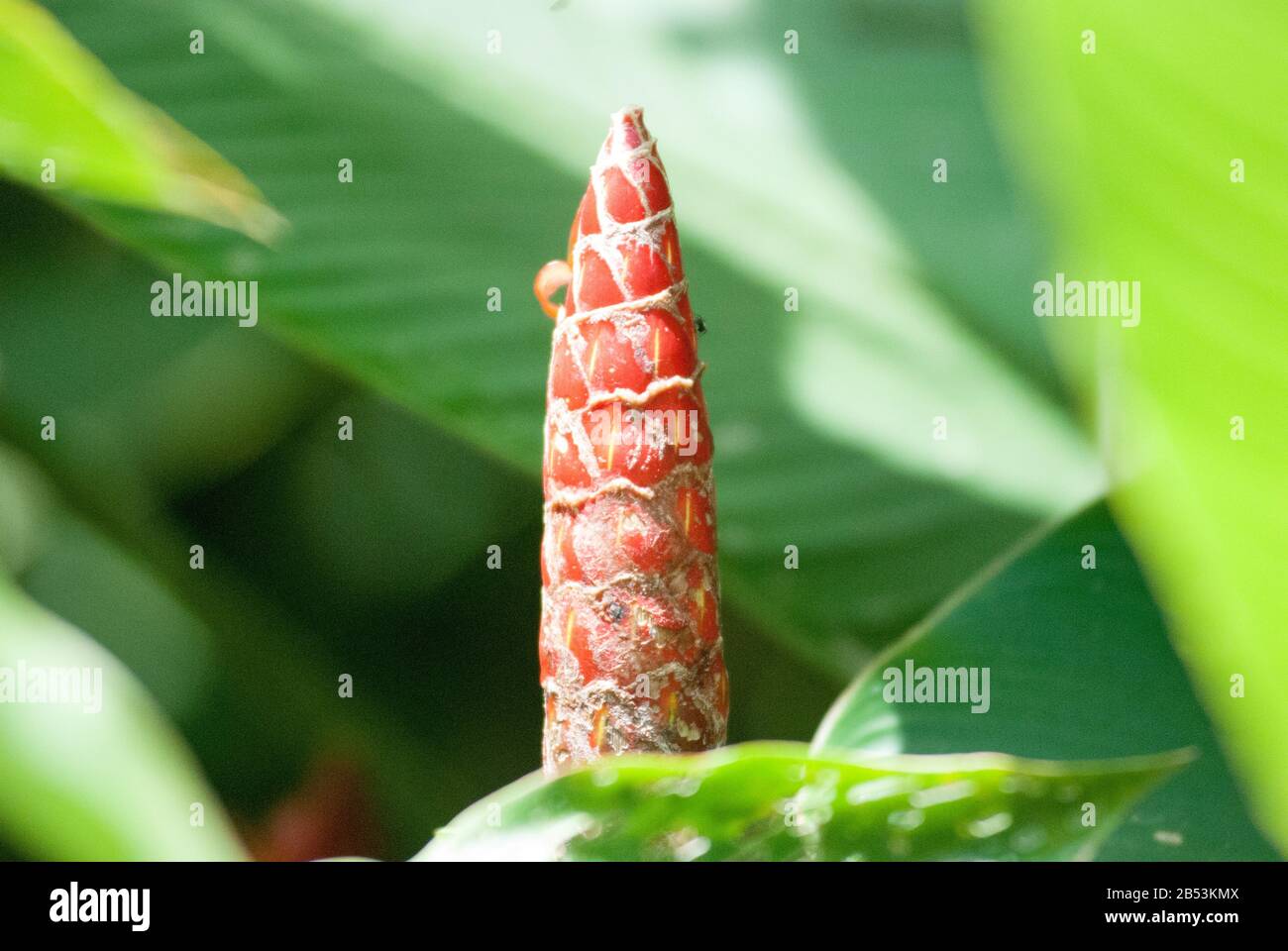 Pine Cone Ginger Stock Photo - Alamy