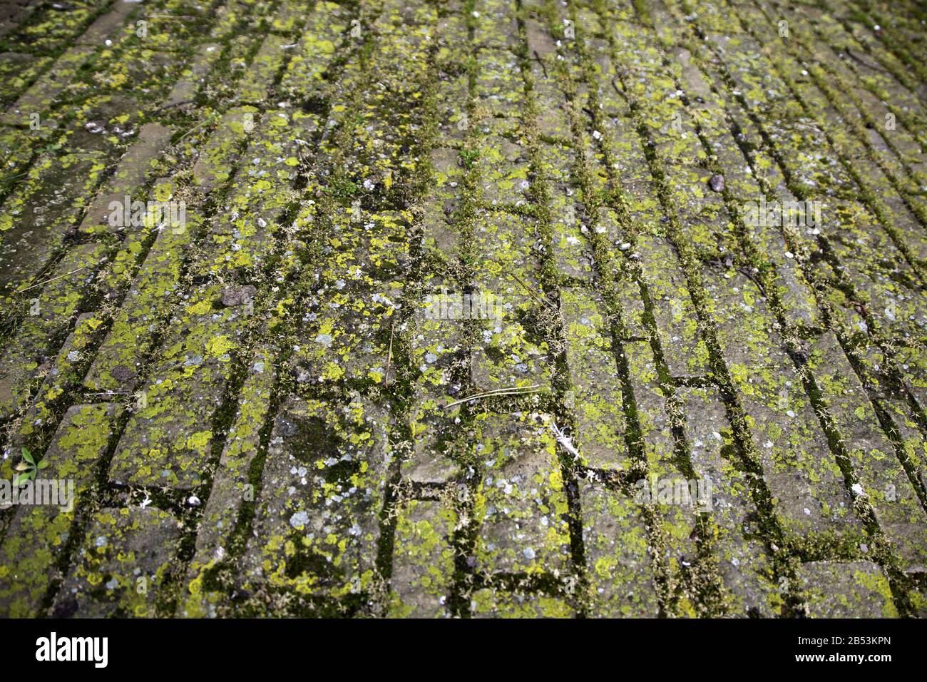 Street floor with moss, construction and architecture, humidity Stock ...