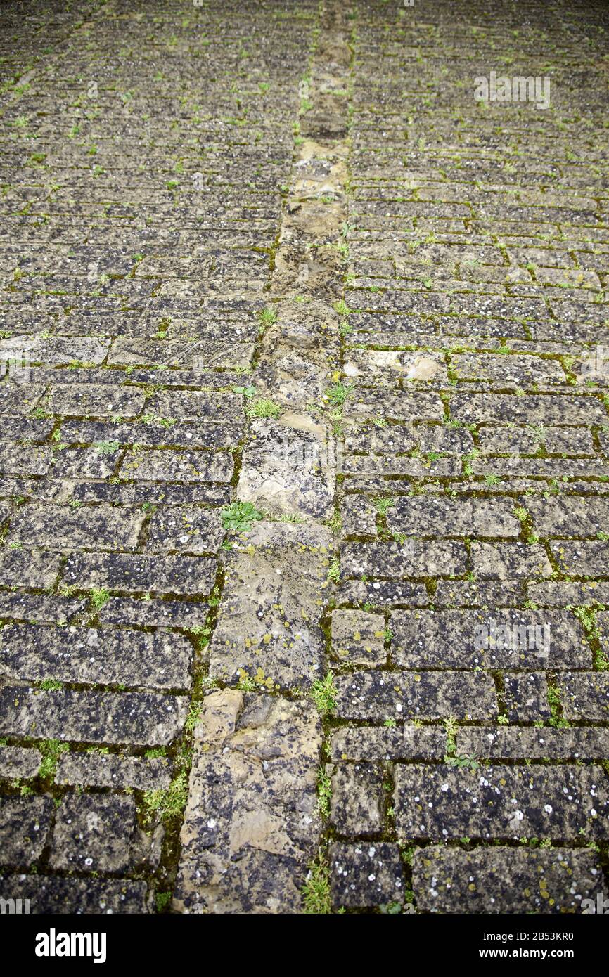 Street floor with moss, construction and architecture, humidity Stock ...