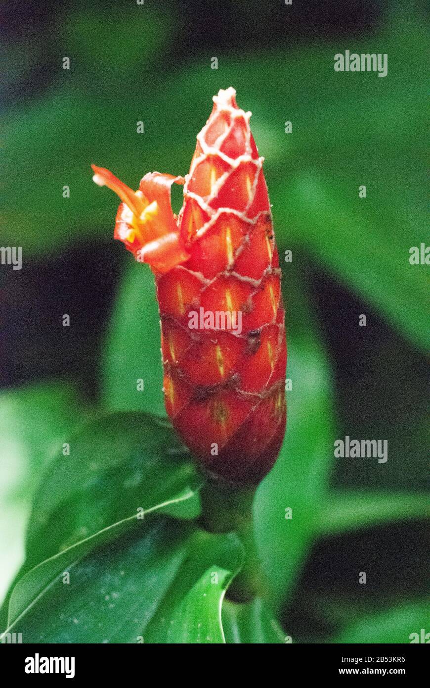 Pine Cone Ginger Stock Photo - Alamy