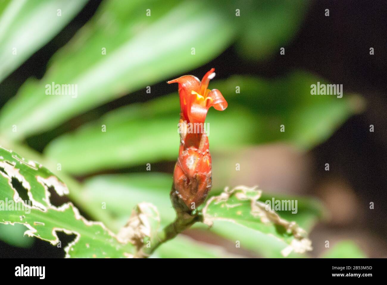 Pine Cone Ginger Stock Photo - Alamy