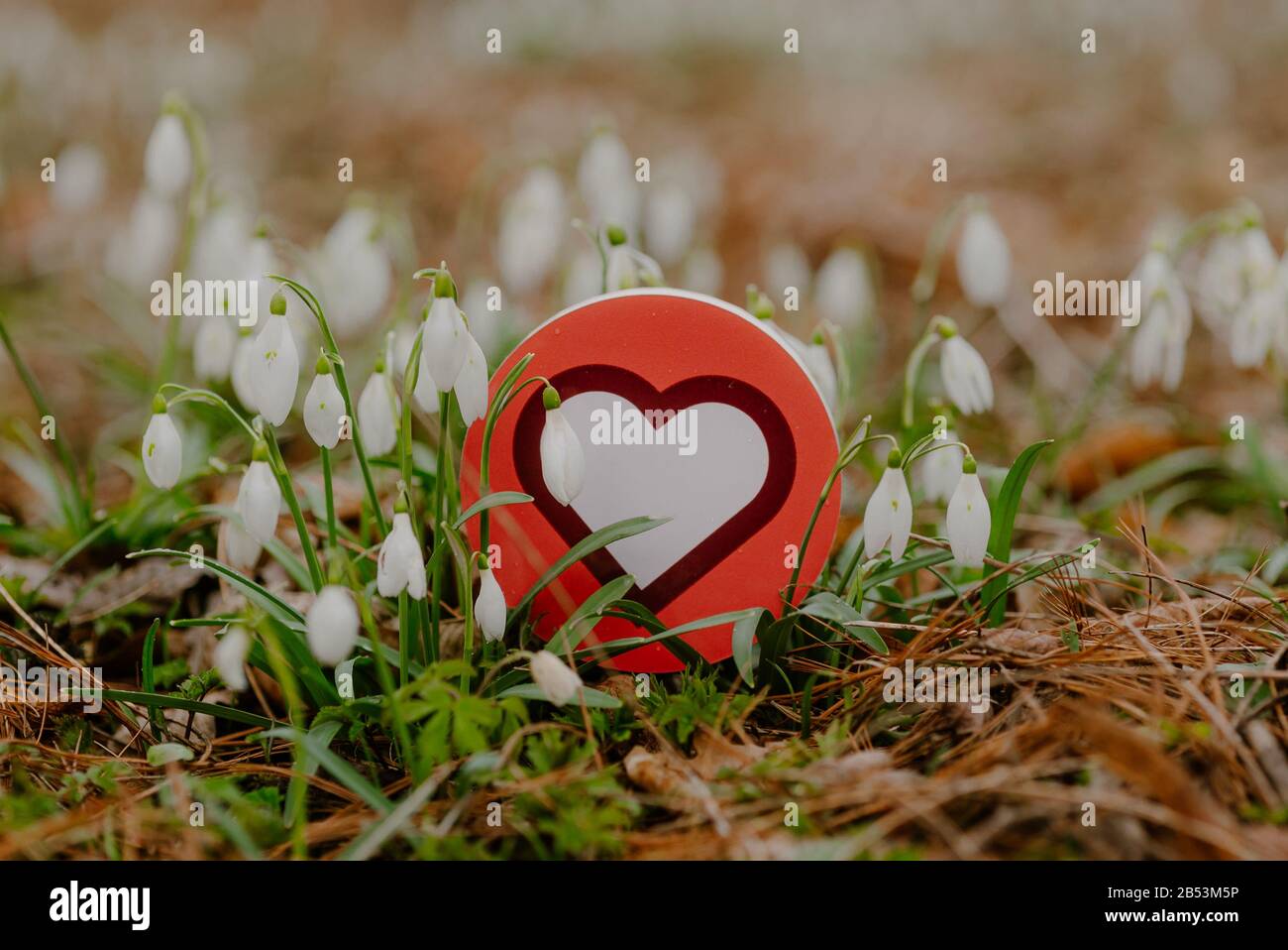 heart symbol surrounded by spring flowers Stock Photo - Alamy