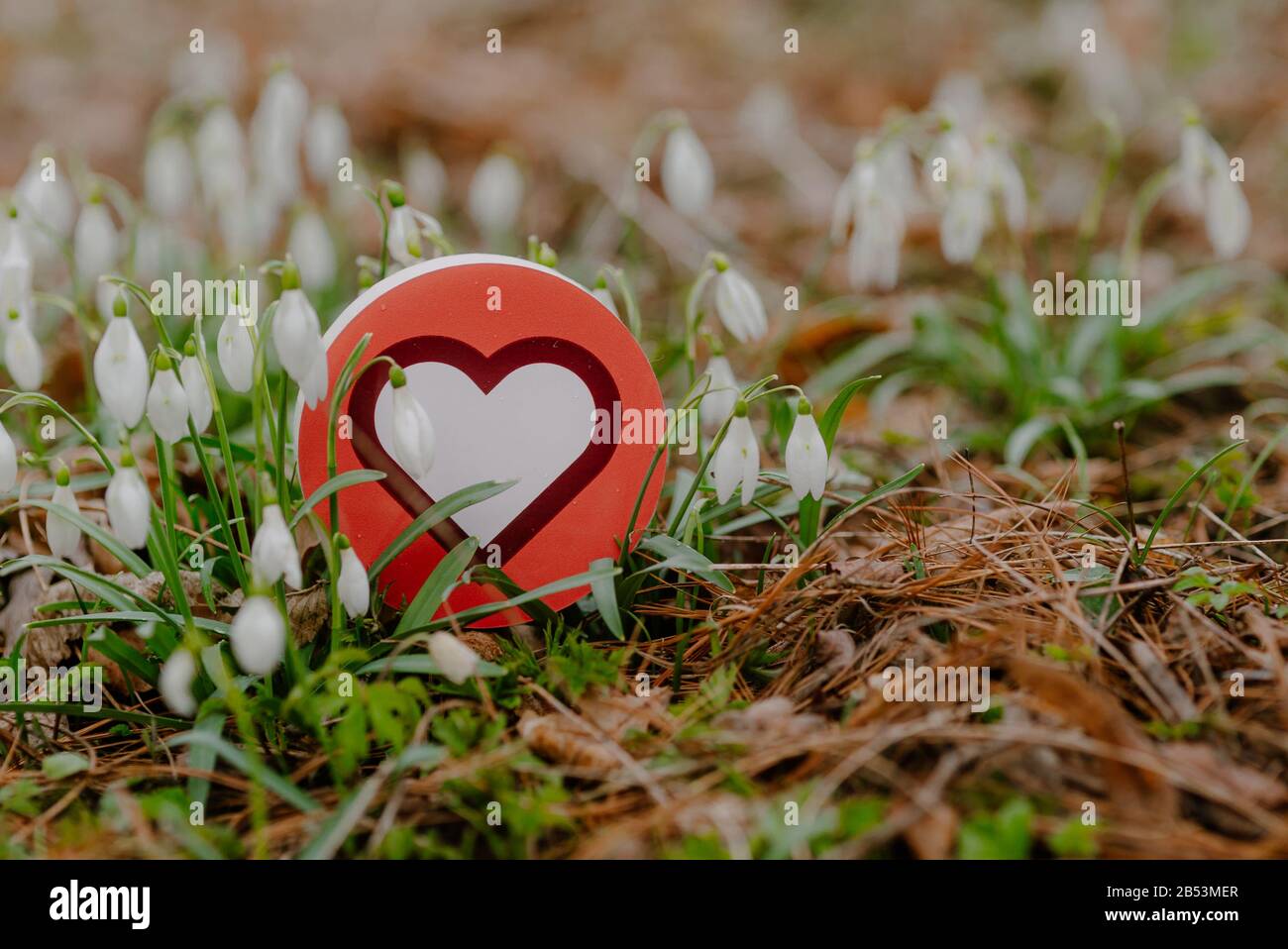 heart symbol surrounded by spring flowers Stock Photo - Alamy
