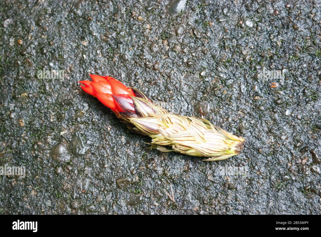 Red Torch Flower Stock Photo - Alamy