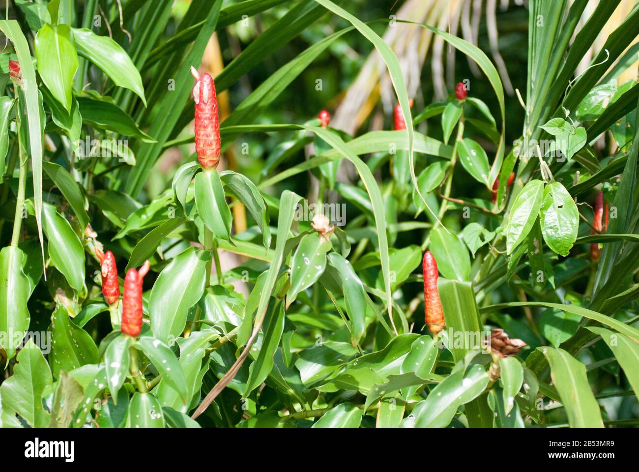 Pine Cone Ginger Stock Photo - Alamy