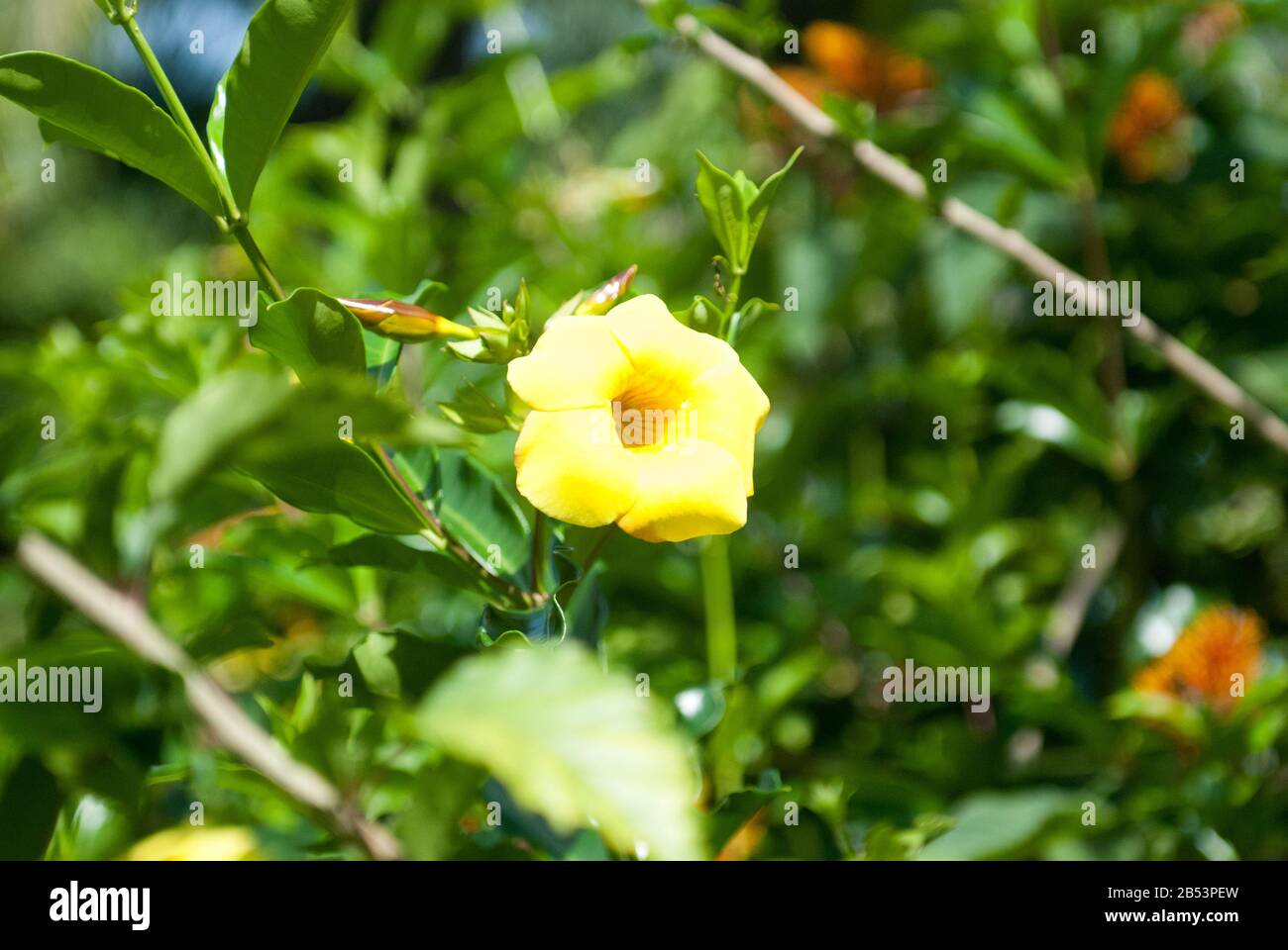 Allemanda hi-res stock photography and images - Alamy
