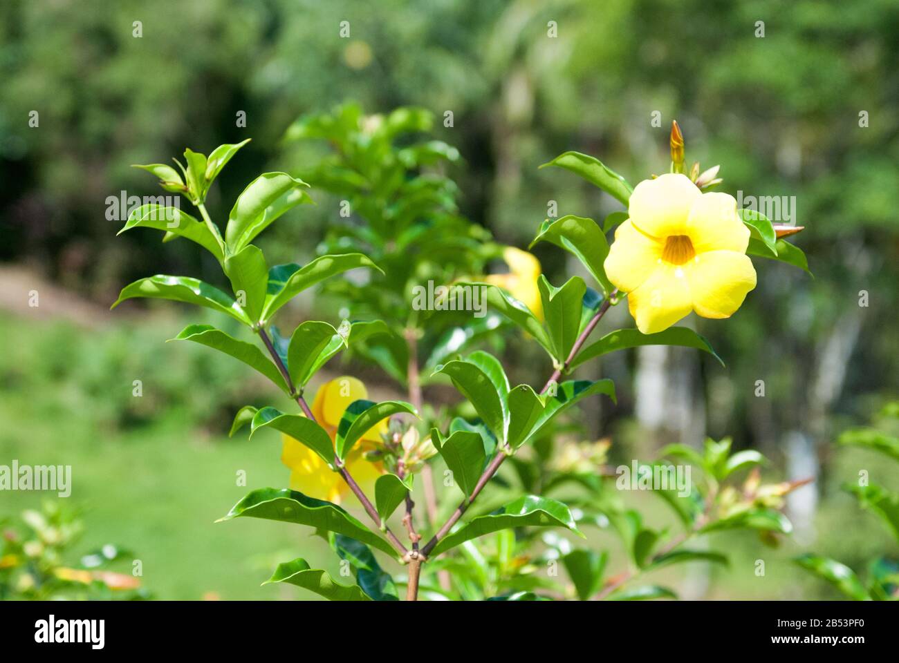 Allemanda hi-res stock photography and images - Alamy