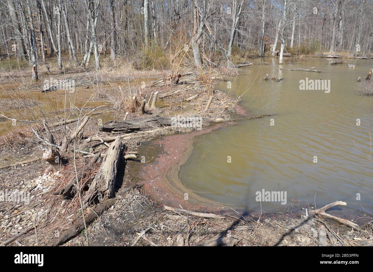 Sticks of trees hi-res stock photography and images - Alamy