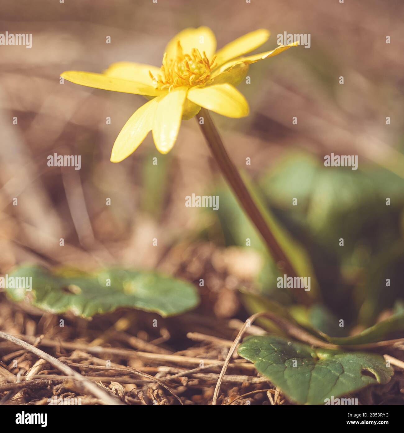 Yellow flower marsh marigold growing in a sunny field Stock Photo - Alamy