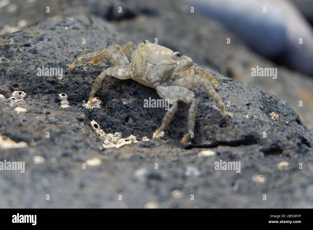 Yellow rock crab hi-res stock photography and images - Alamy
