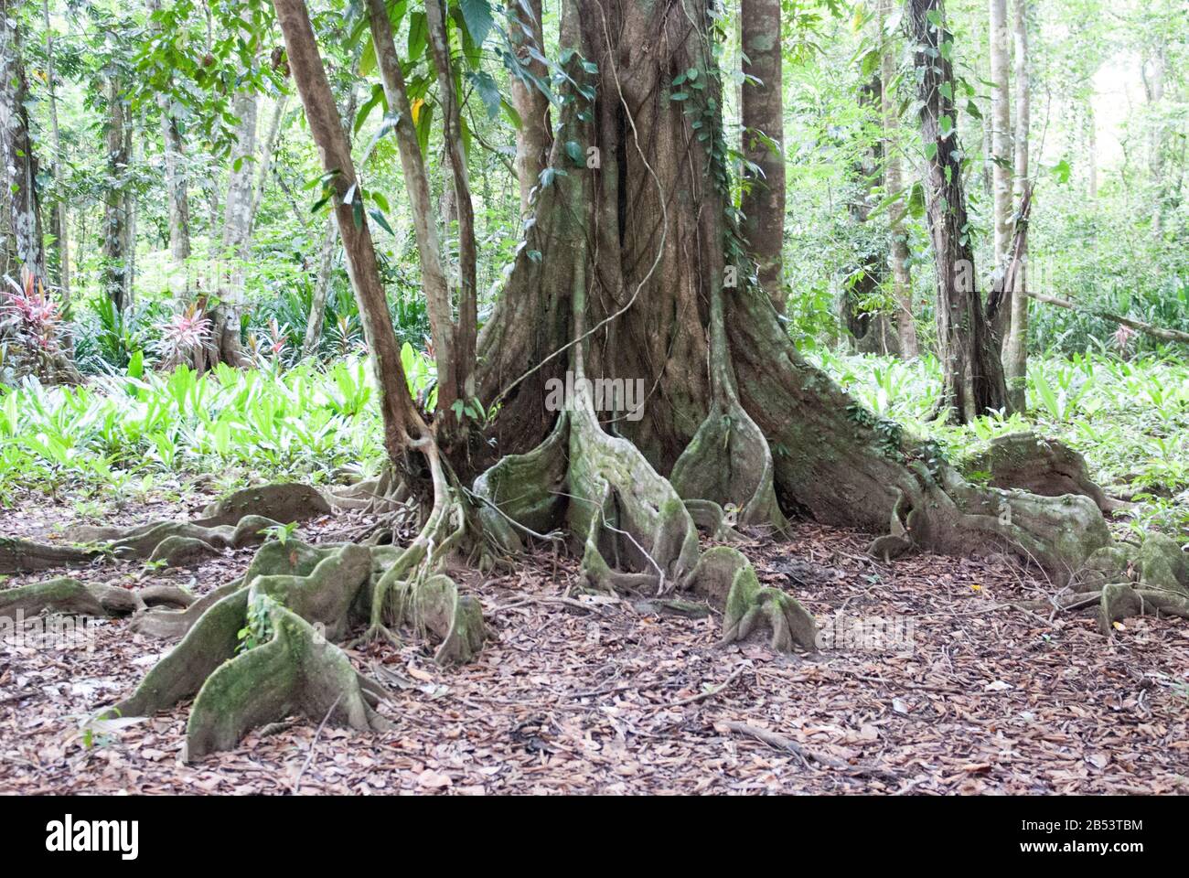 Buttress tree hi-res stock photography and images - Alamy