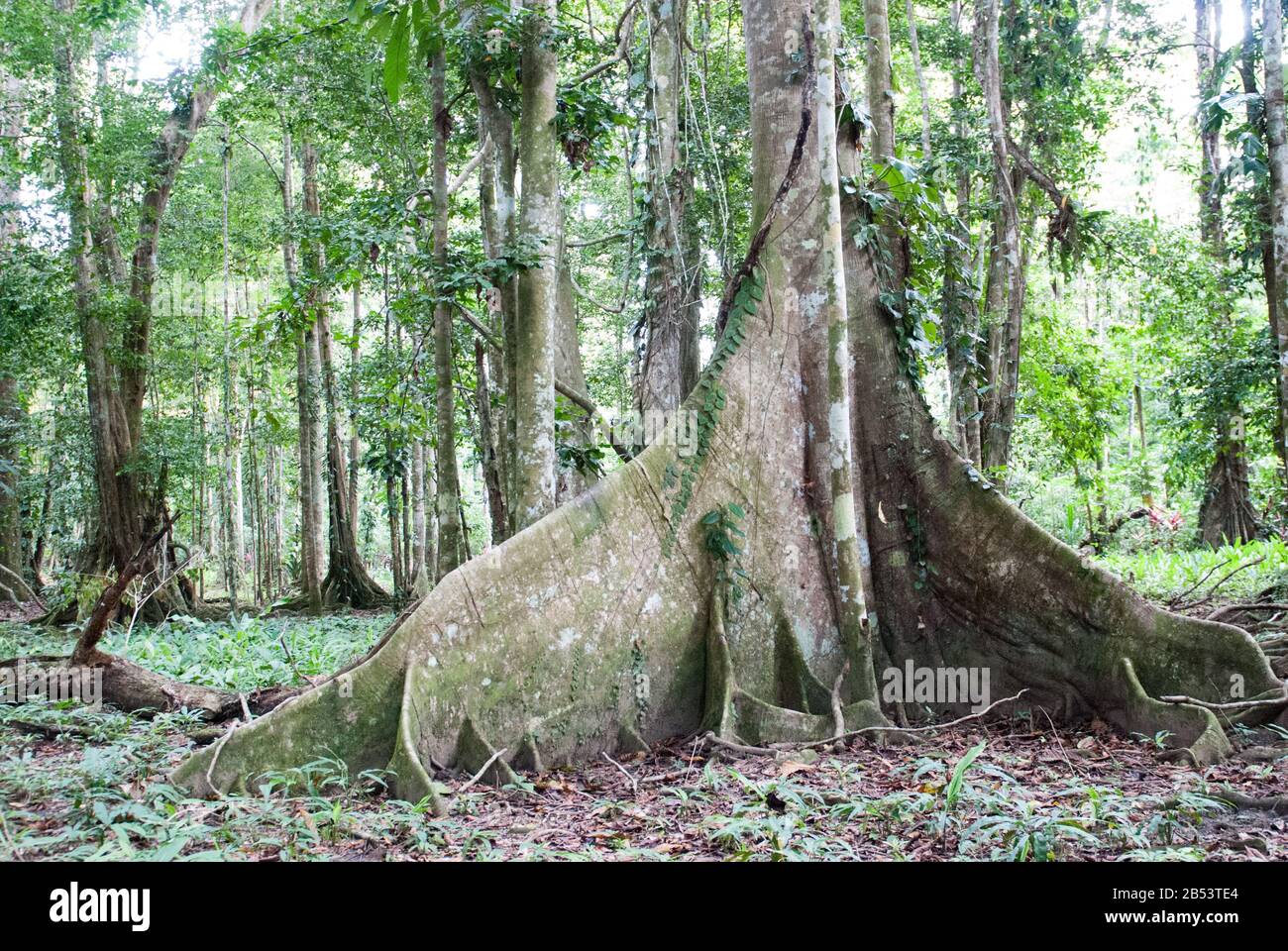 Buttress tree hi-res stock photography and images - Alamy