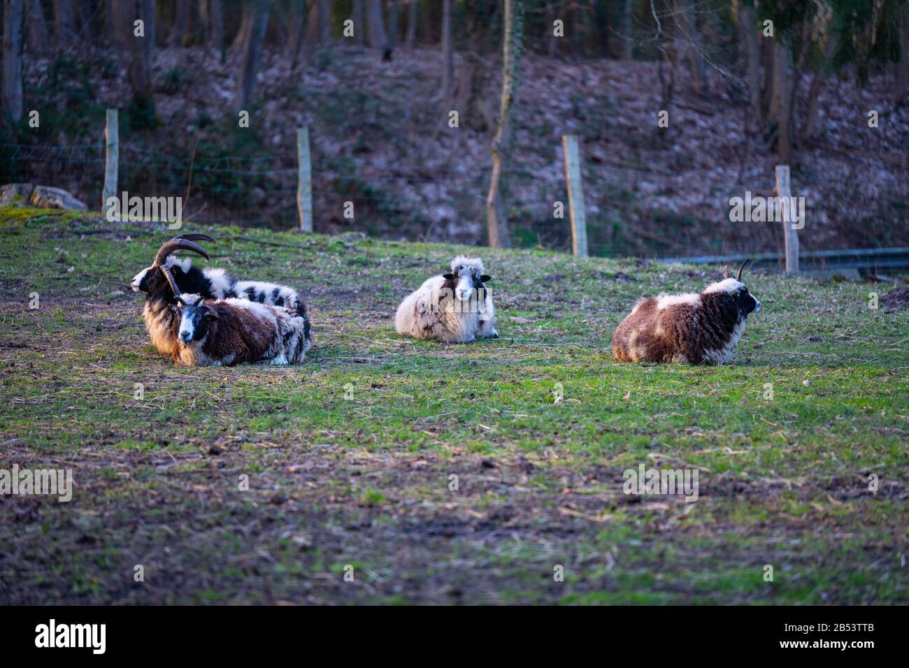 Sheep lamb lies on the meadow hi-res stock photography and images - Alamy