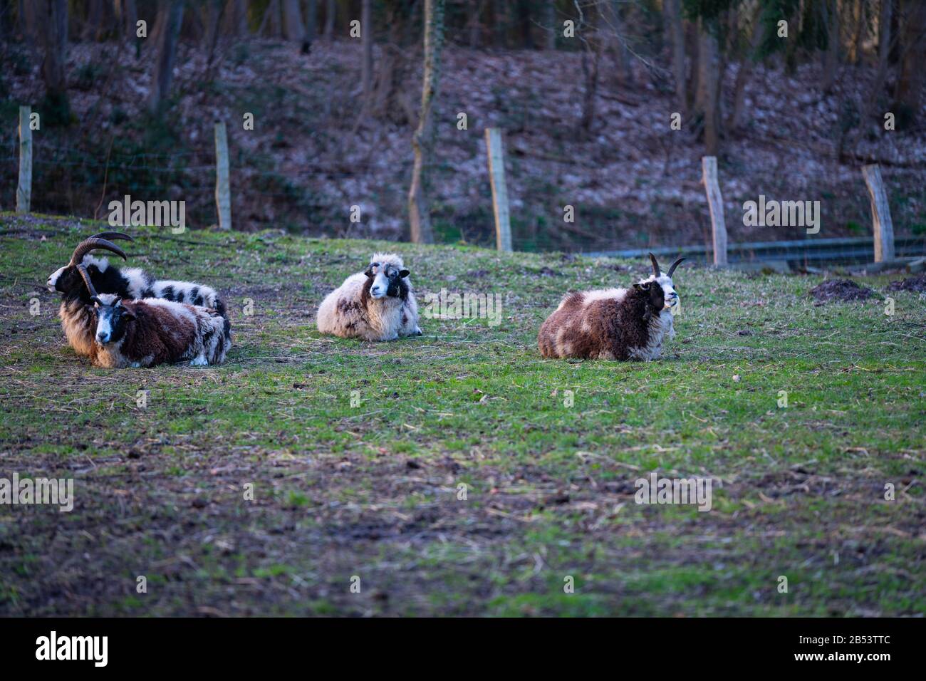 Sheep lamb lies on the meadow hi-res stock photography and images - Alamy