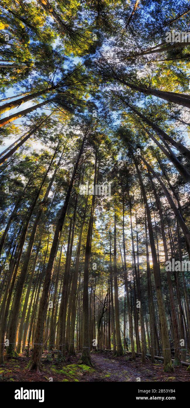 Pine tree forest japan hi-res stock photography and images - Alamy