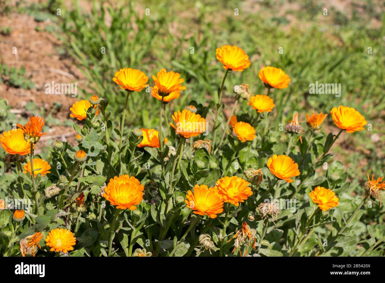 Blooming spring flowers as a colorful background Stock Photo - Alamy