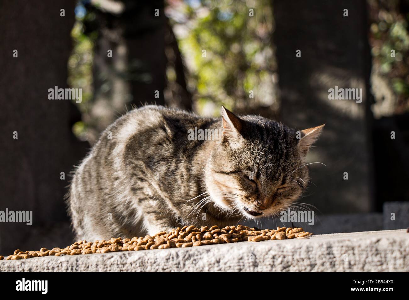 Another portrait of the homeless street cat Stock Photo - Alamy