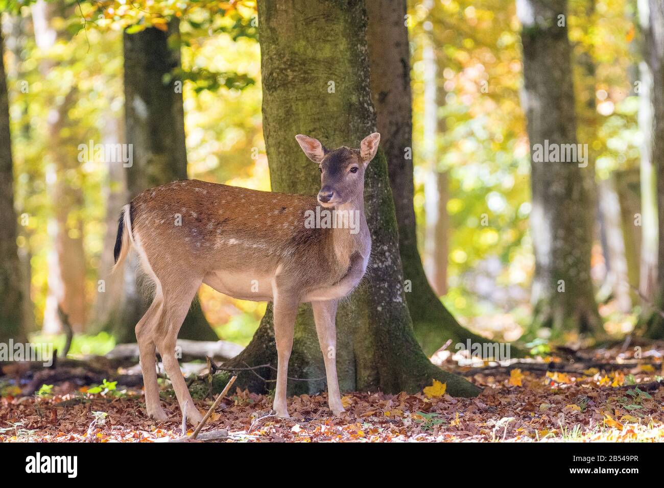 Damwild wald hi-res stock photography and images - Alamy