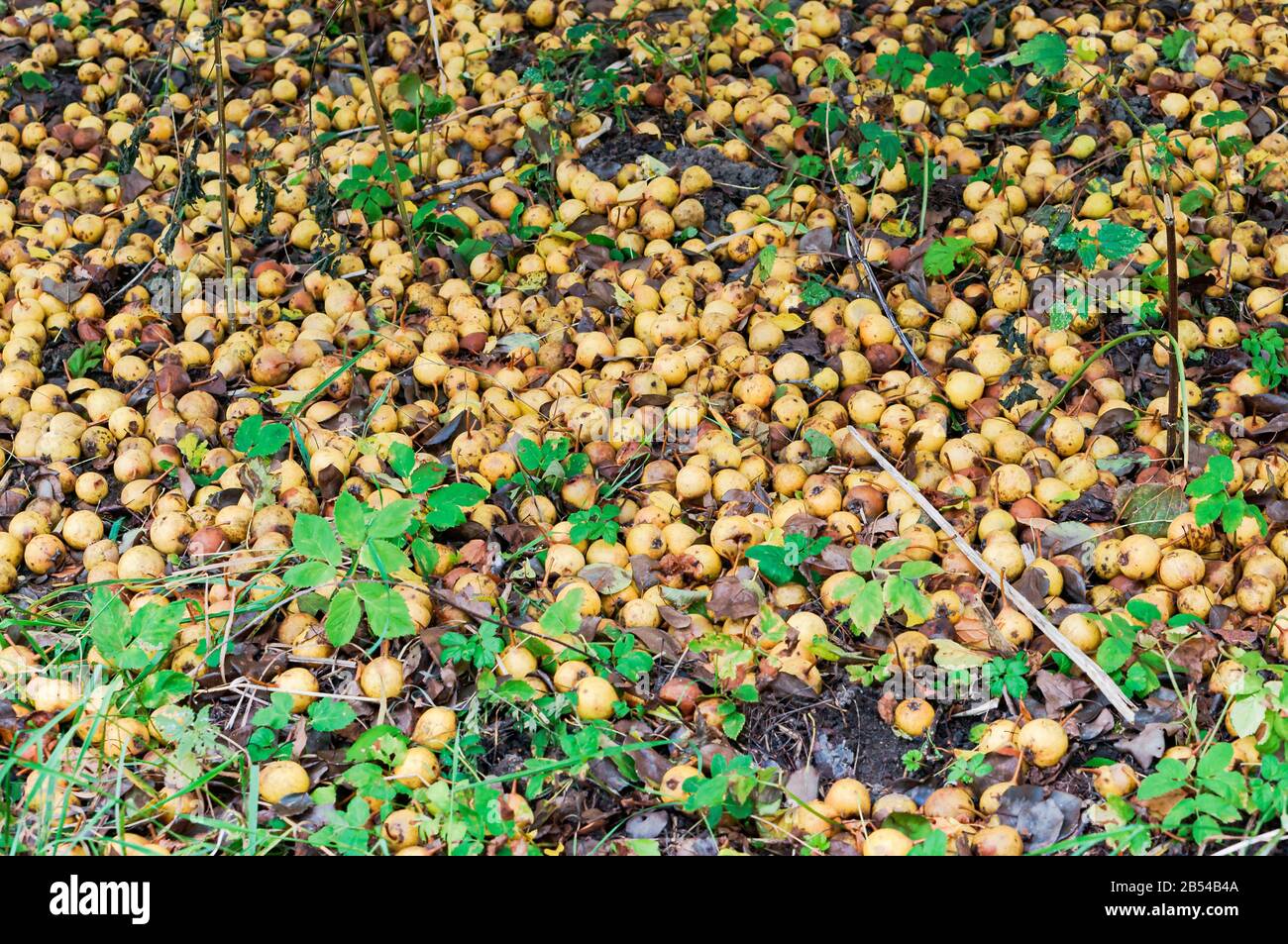 wild pears on the ground , small pears fallen from the tree Stock Photo ...