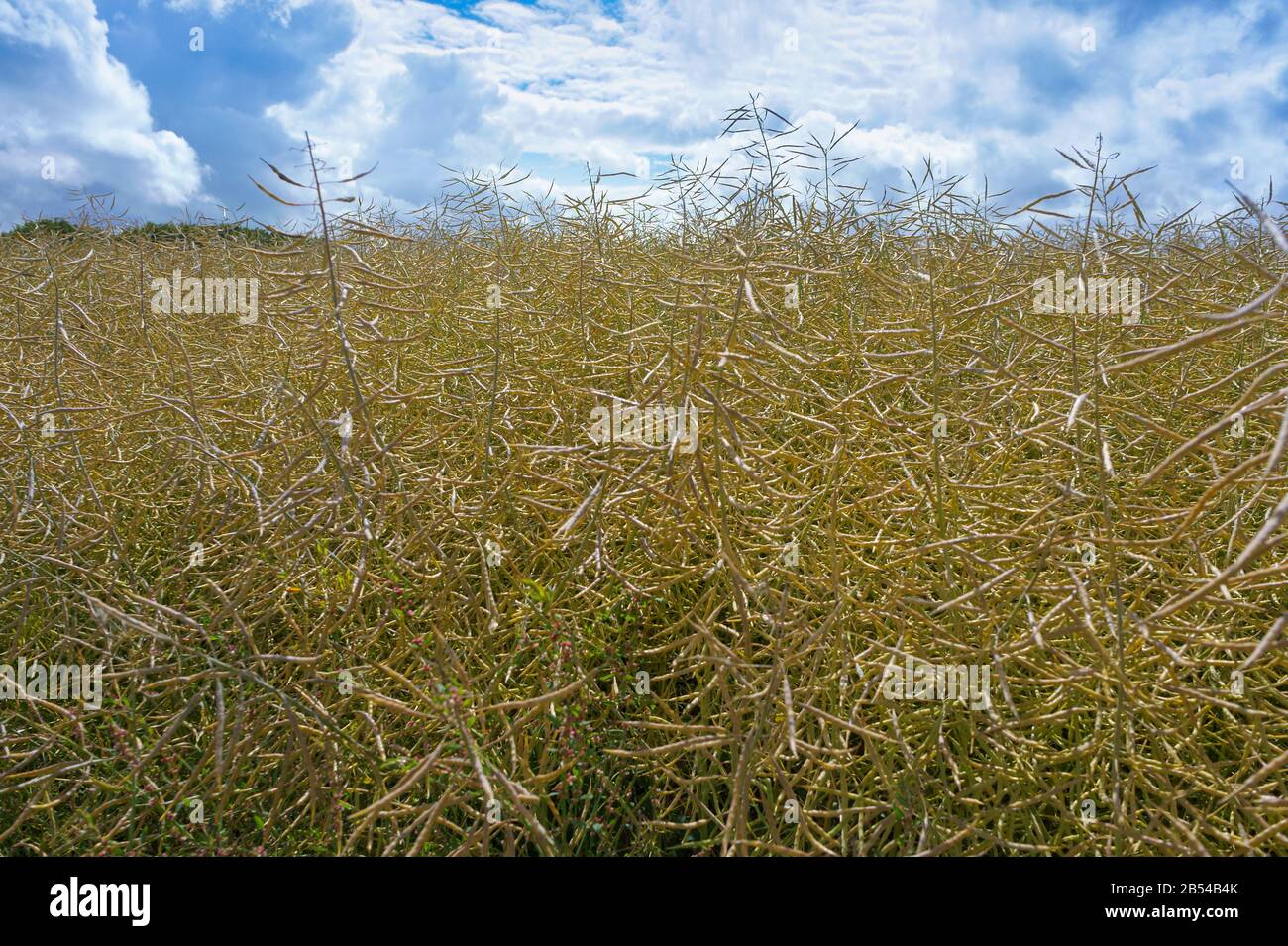 rapeseed field, ripe canola, rapeseed crop Stock Photo - Alamy