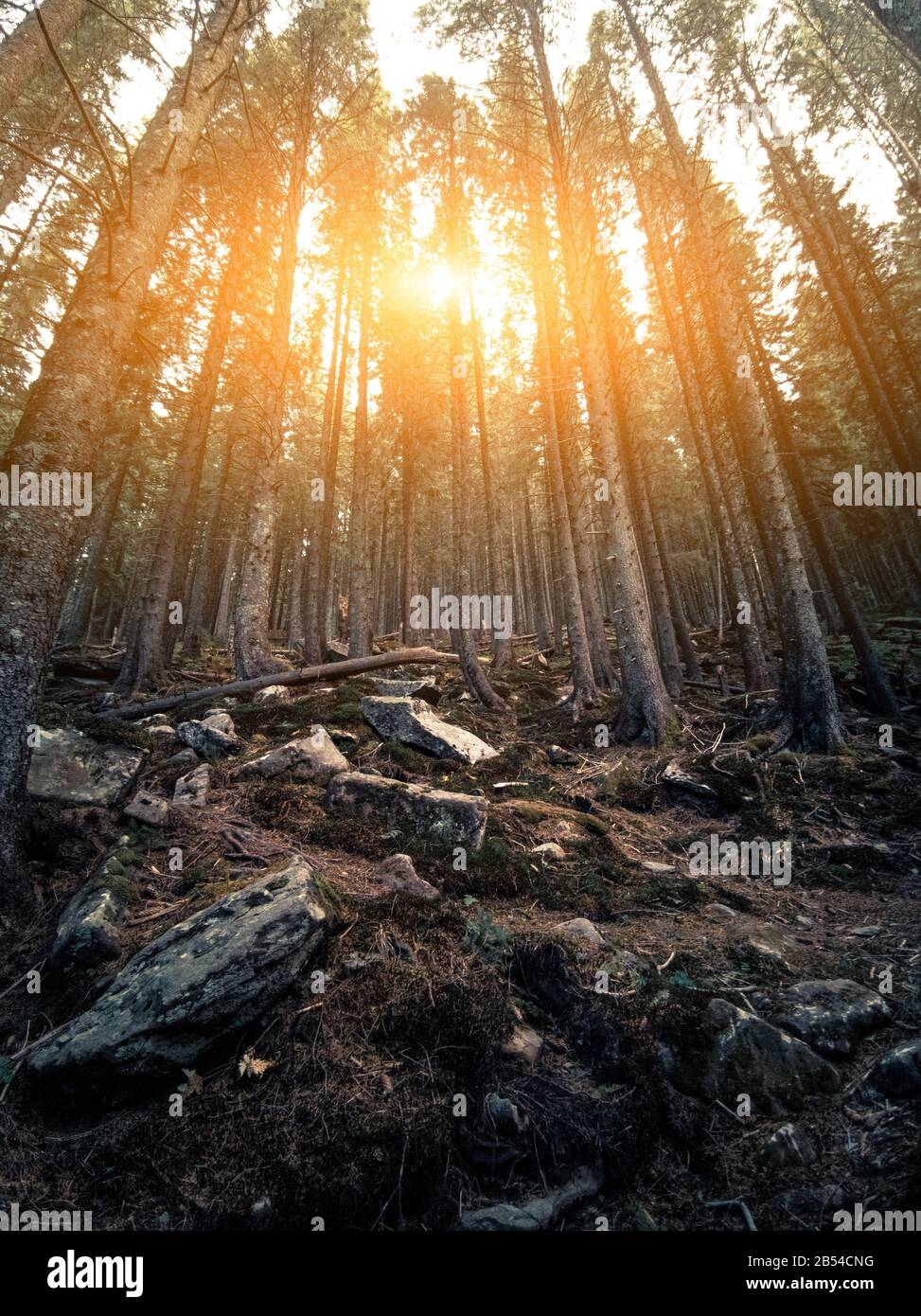 Beautiful thick forest mountain hi-res stock photography and images - Alamy