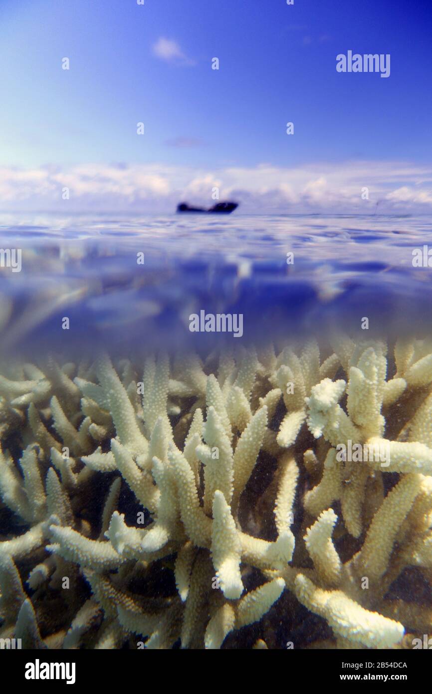 Bleaching shallow Acropora coral on reef flat, Heron Island, Capricorn ...