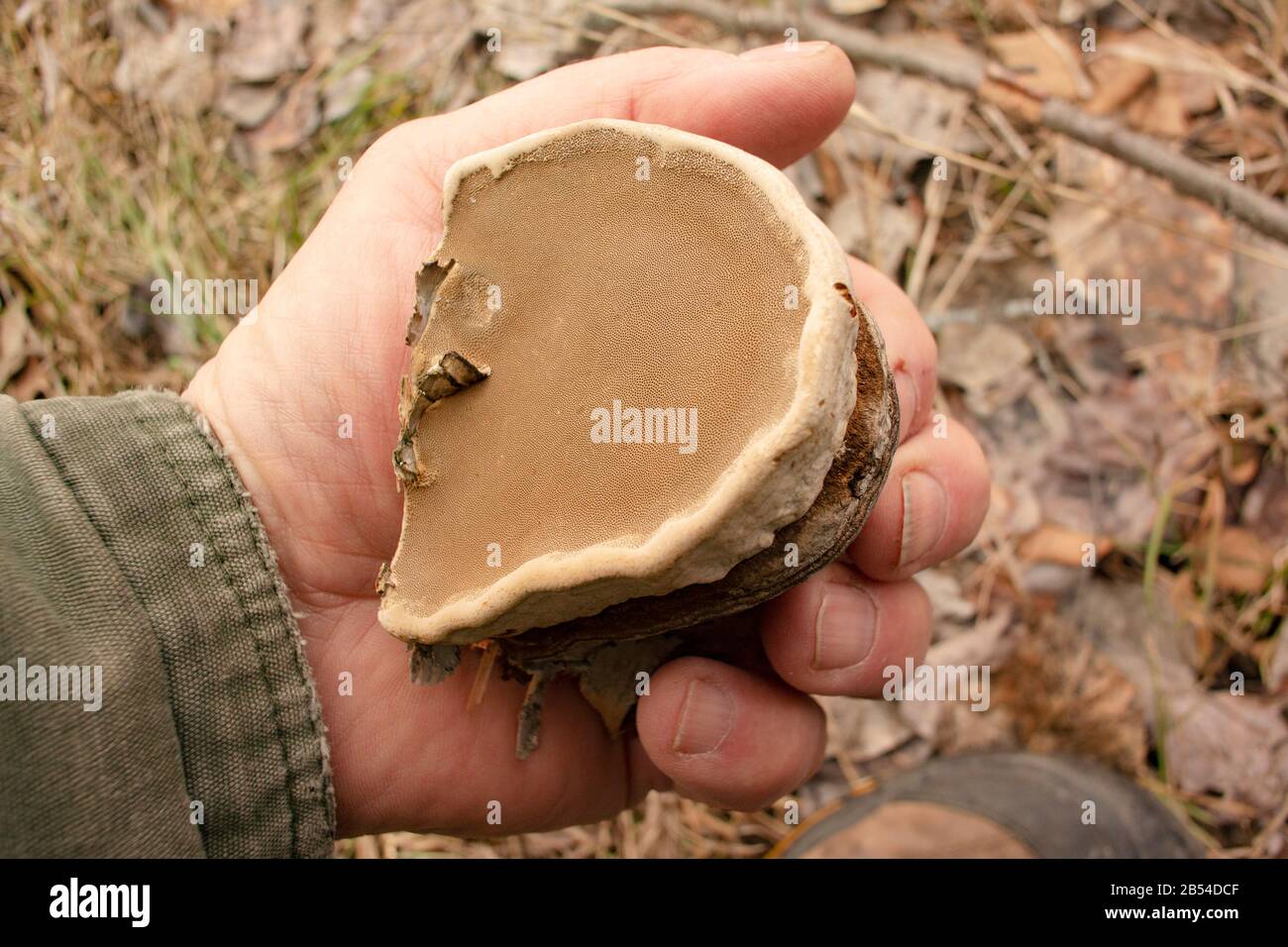 Horse hoof fungi hi-res stock photography and images - Alamy