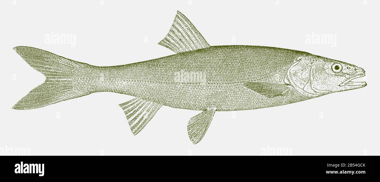 Northern pikeminnow or columbia river dace, ptychocheilus oregonensis ...