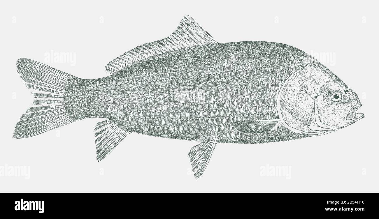 Smallmouth buffalo, ictiobus bubalus, a highly valued food fish from ...