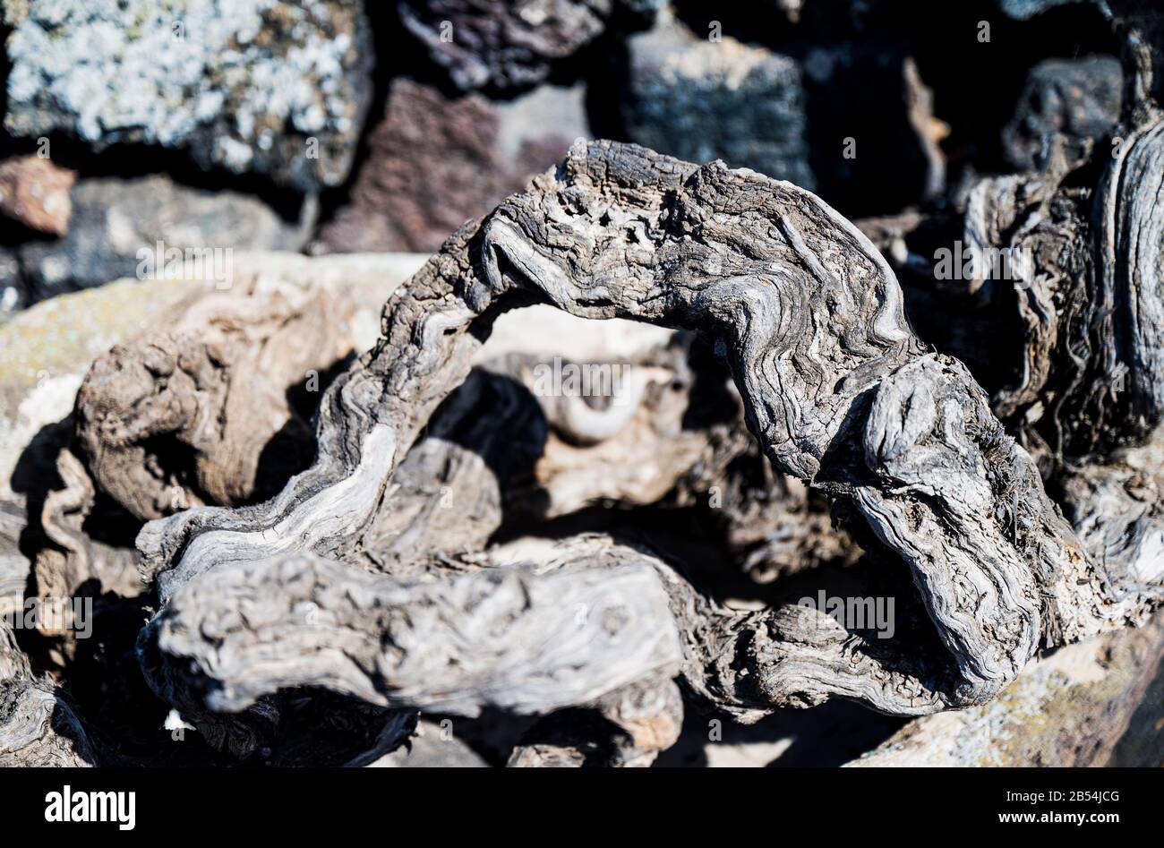 Gnarly root hi-res stock photography and images - Alamy