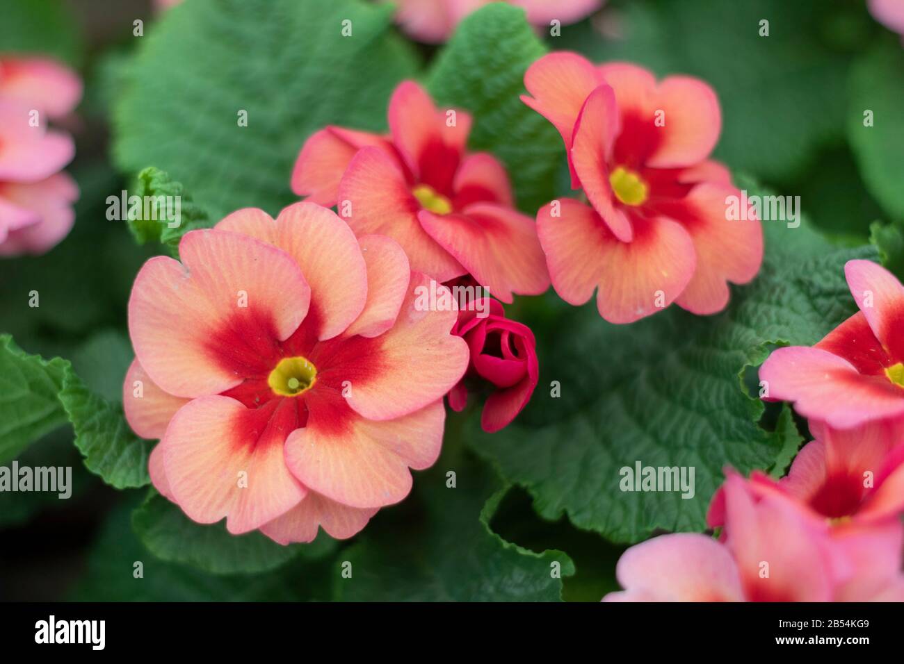 Pink Primroses , Droitwich Spa, England, United Kingdom, 07/03/2020 ...